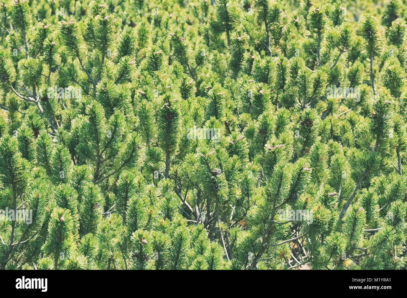 Alpine scrub hi-res stock photography and images - Alamy