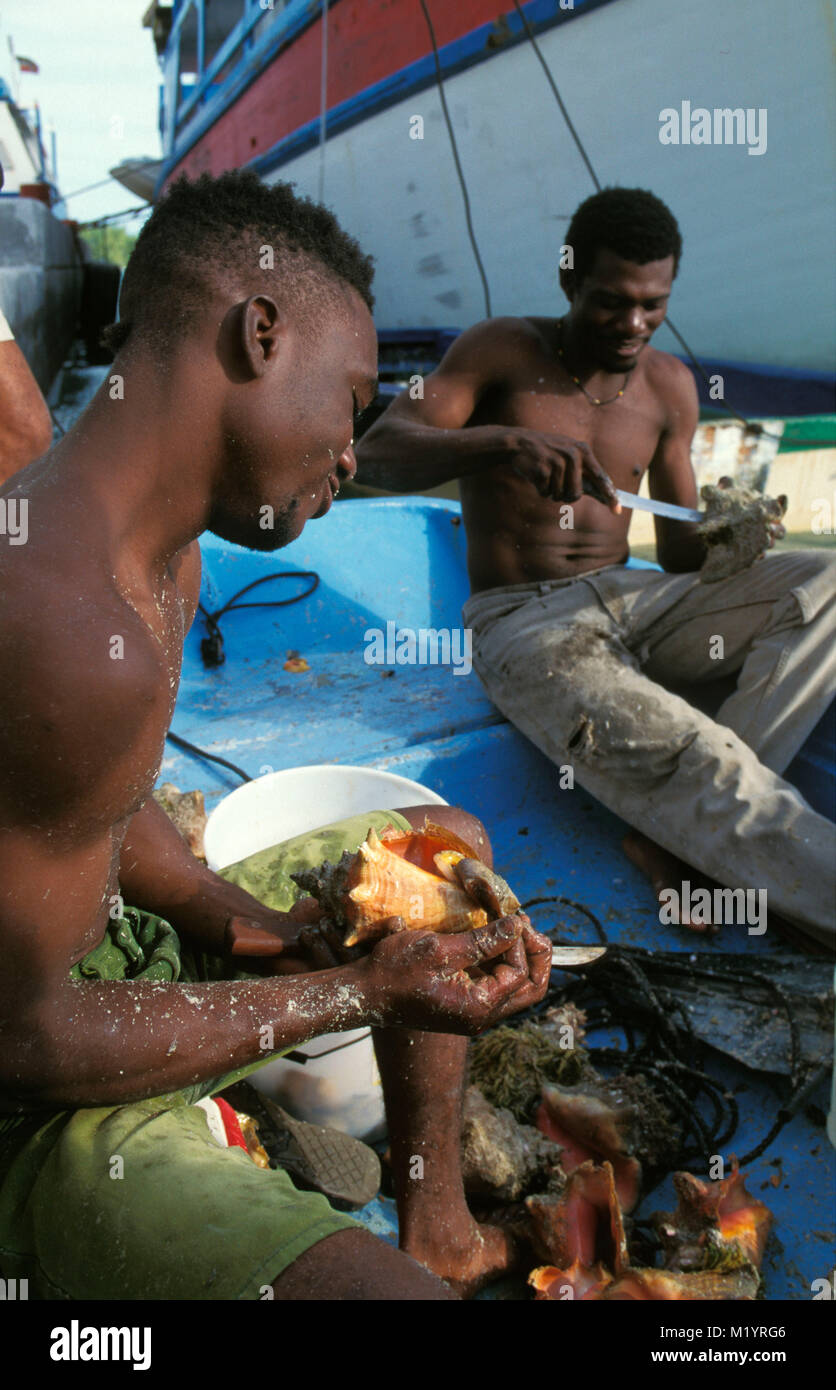 The Bahamas. Bimini Islands. Caribbean island. Men opening shellfish ...