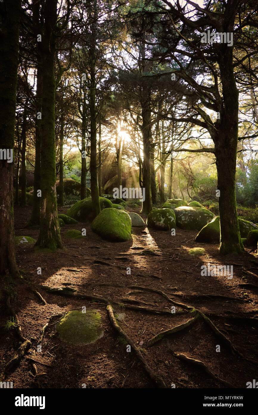 Forest Trees with Sunlight Bursting through Tree Branches at Sunset in ...
