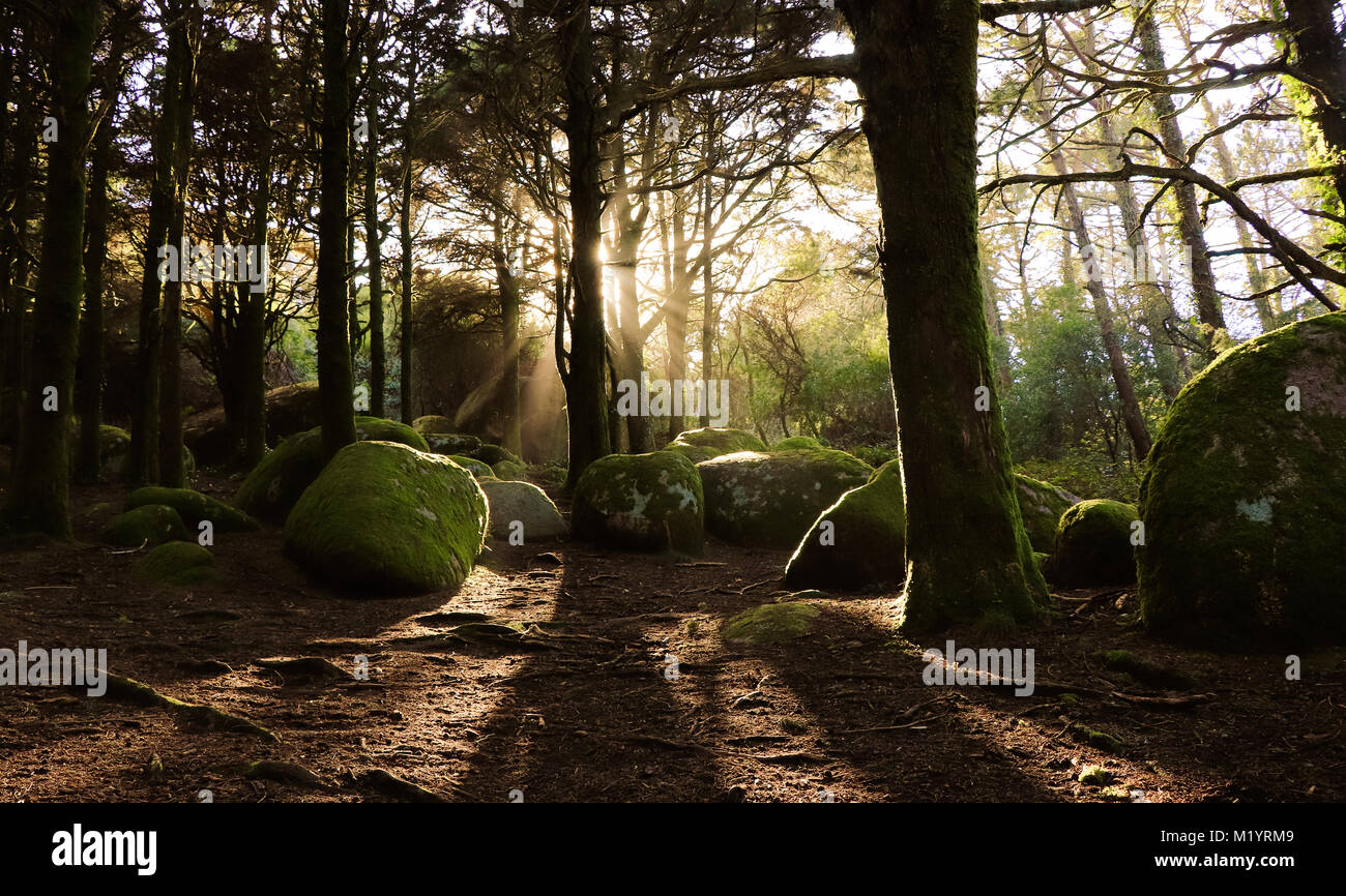 Forest Trees with Sunlight Bursting through Tree Branches at Sunset in ...
