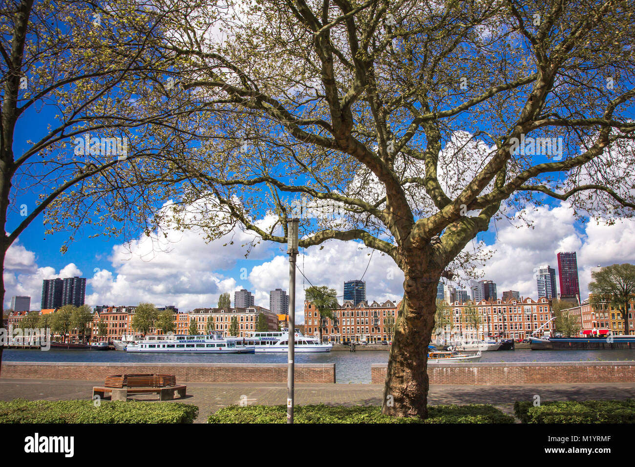 Tall tree in Rotterdam, Netherlands on a sunny day Stock Photo - Alamy