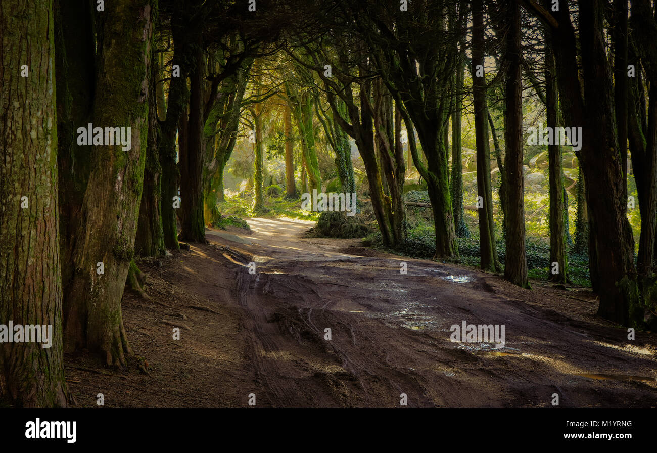 Path in a beautiful magic forest Stock Photo - Alamy