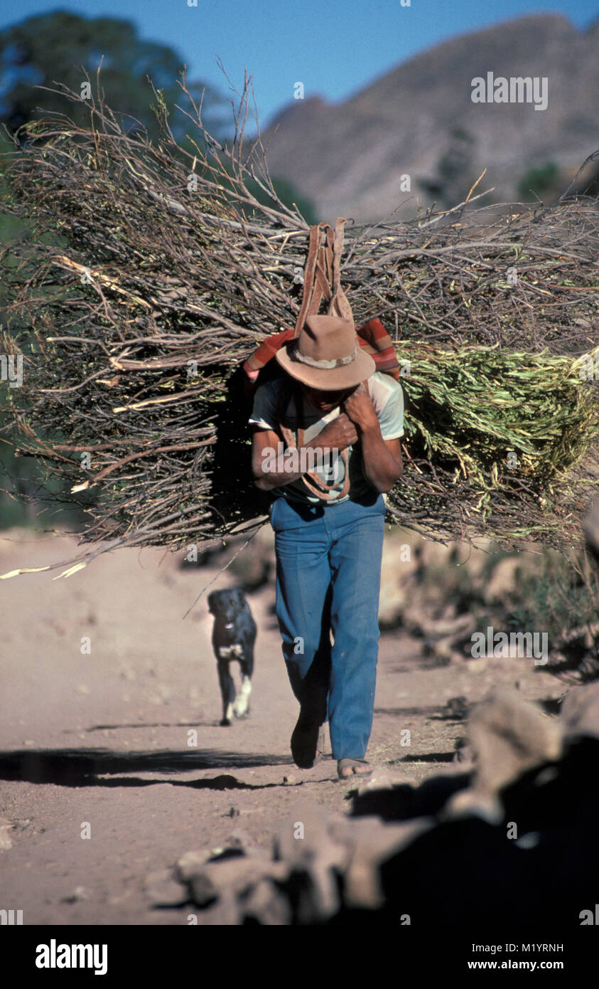 Bolivia. Toro Toro. Man carrying firwood and dog Stock Photo - Alamy