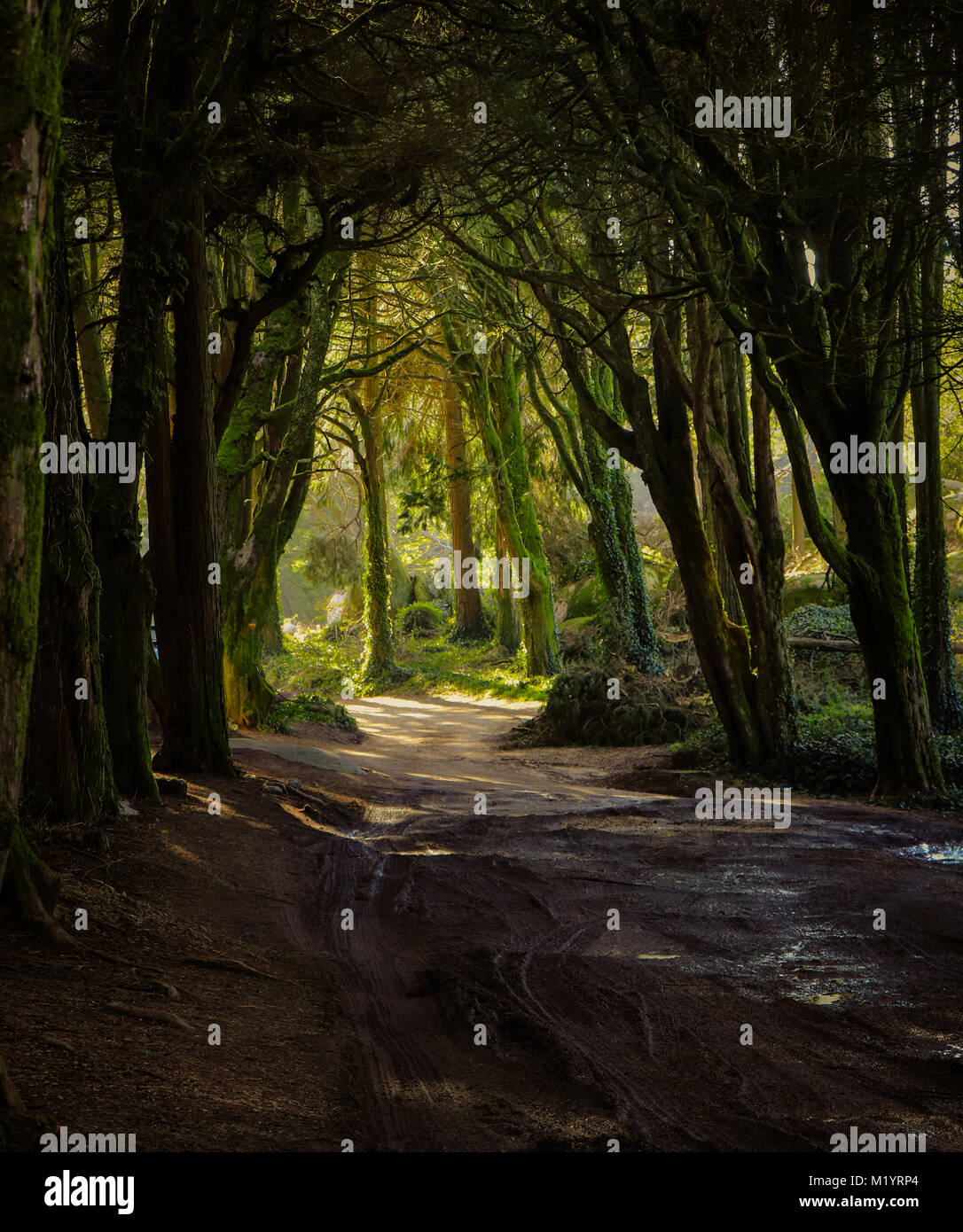 Path in a beautiful magic forest Stock Photo - Alamy