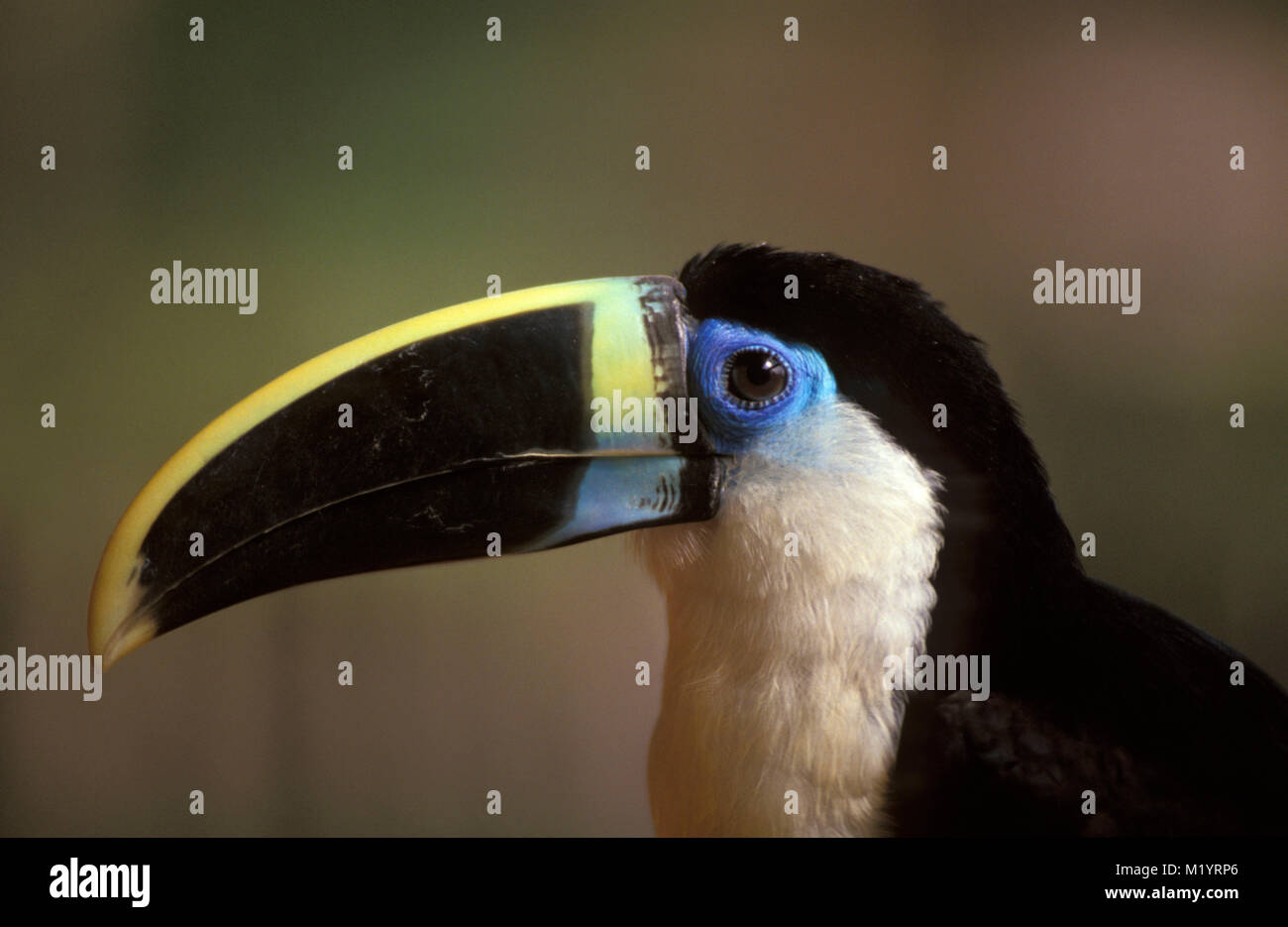 Bolivia. Reyes. Amazon basin. Rain forest. Yellow ridges toucan (tucan ...