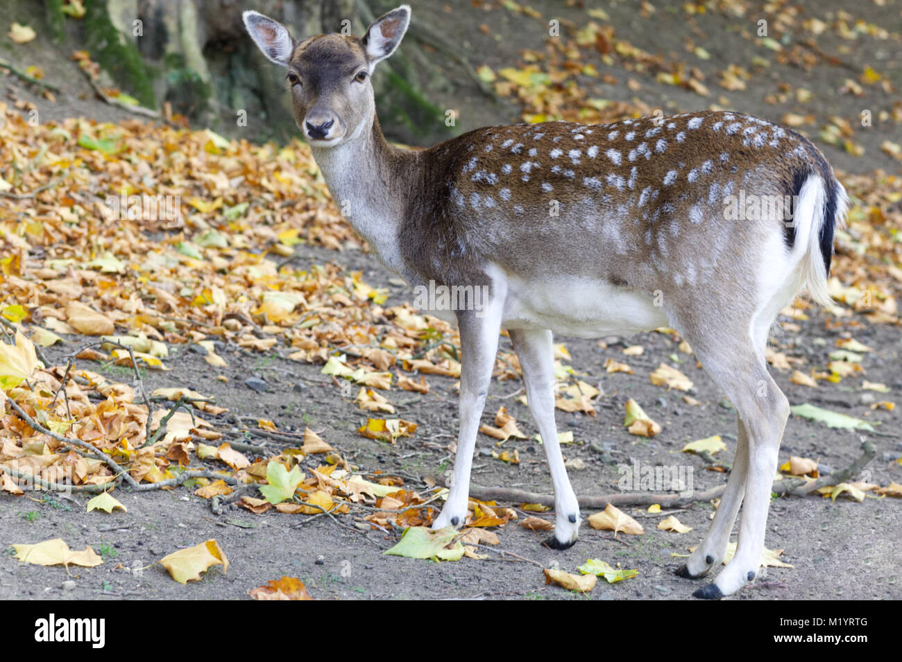 young fallow deer in a deer park Stock Photo - Alamy