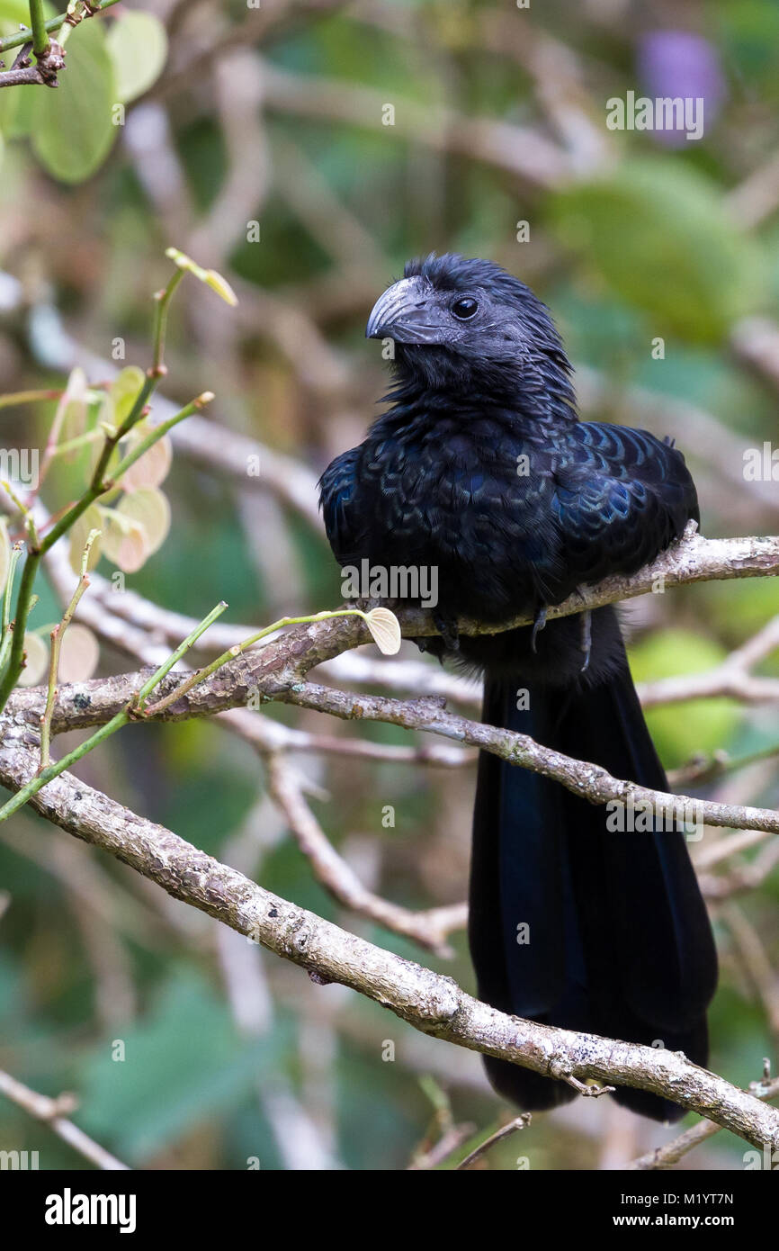 close up of a groove billed ani perched on a small branch in the ...