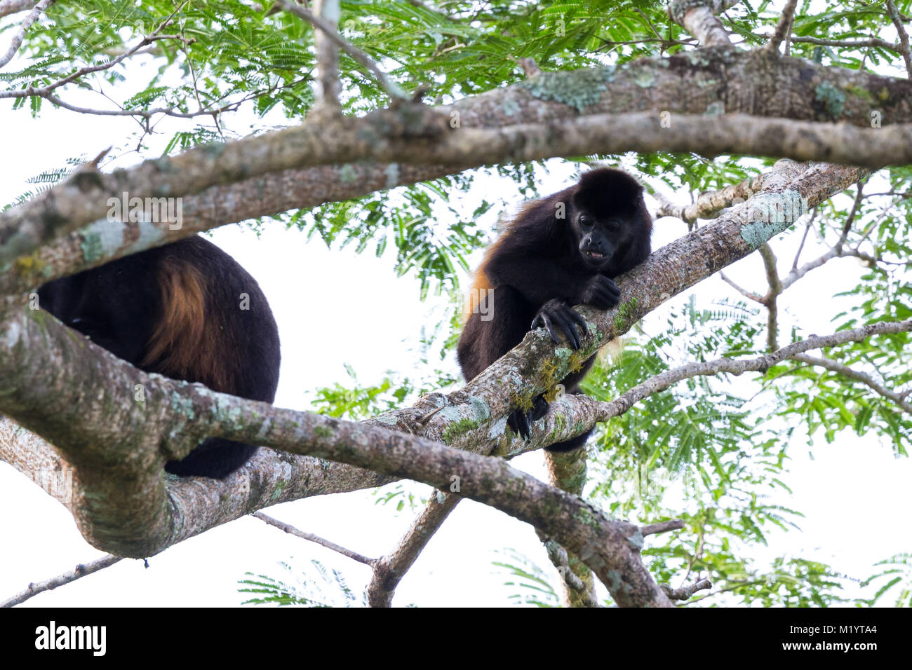 Howler monkey up a Guanacaste tree with blown out clouds in the ...