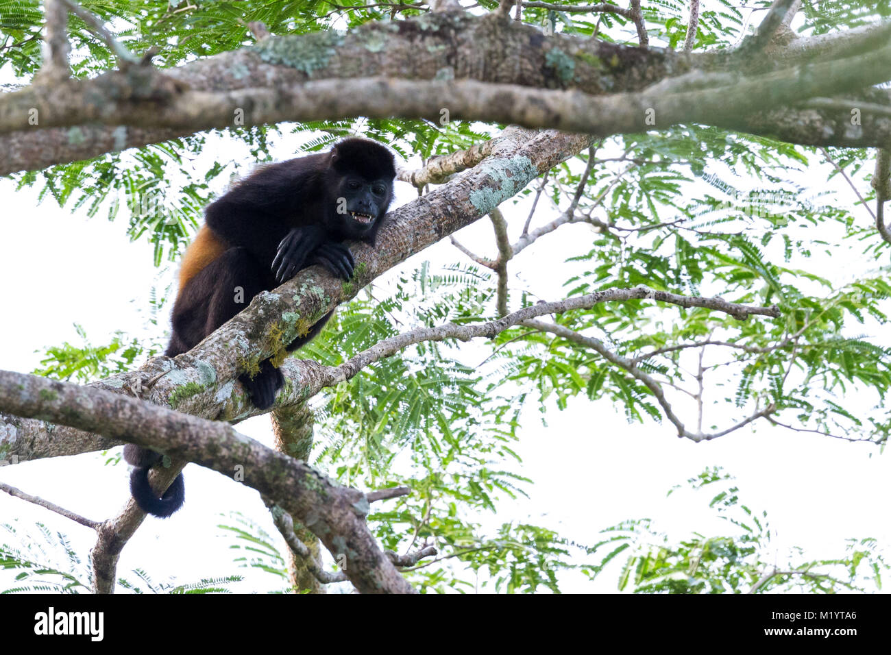 Howler monkey up a Guanacaste tree with blown out clouds in the ...