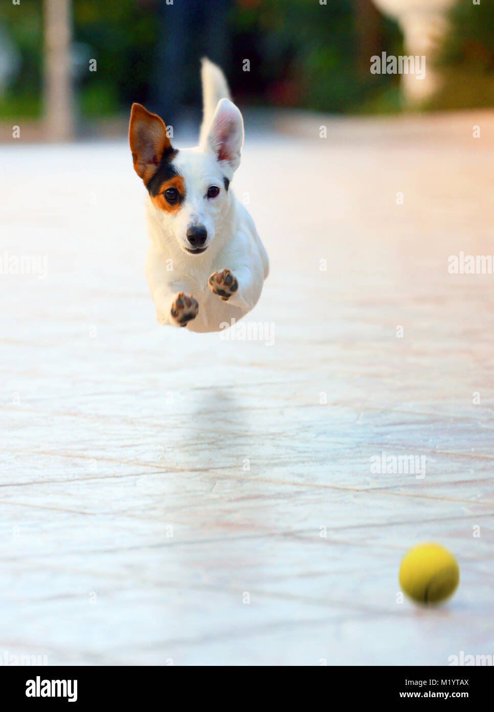 Dog runs fun and happy playing with ball outdoors Stock Photo - Alamy