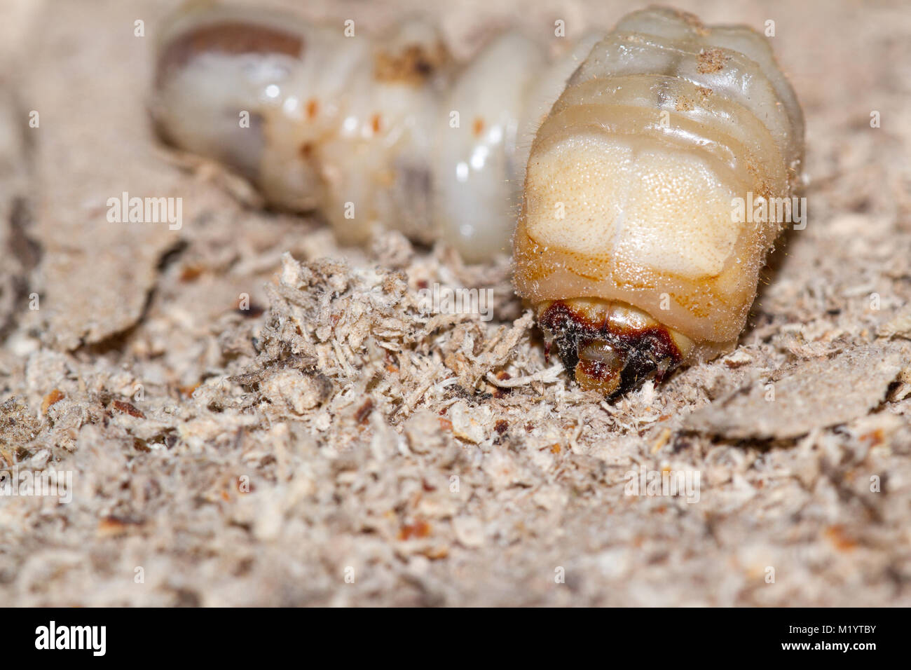 round headed borer larvae burrowed in a piece of tropical hardwood ...