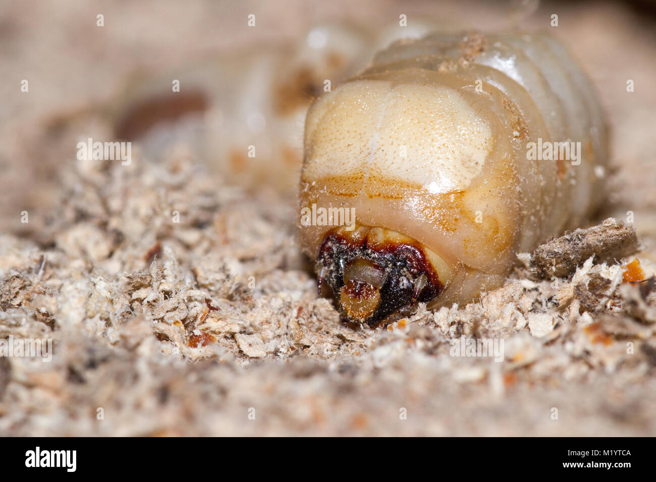 round headed borer larvae burrowed in a piece of tropical hardwood ...