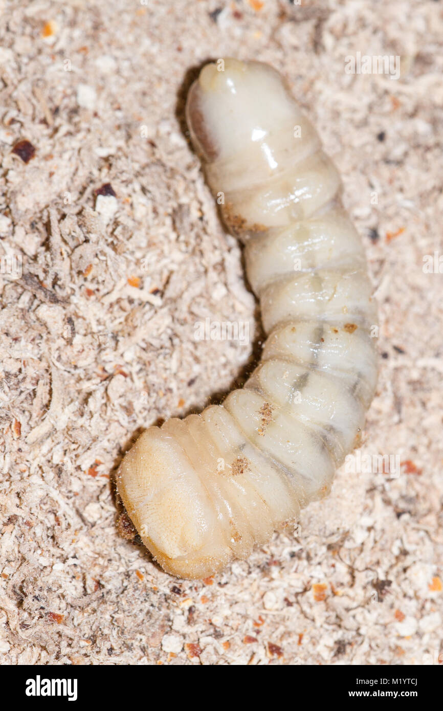 Round headed borer hi-res stock photography and images - Alamy