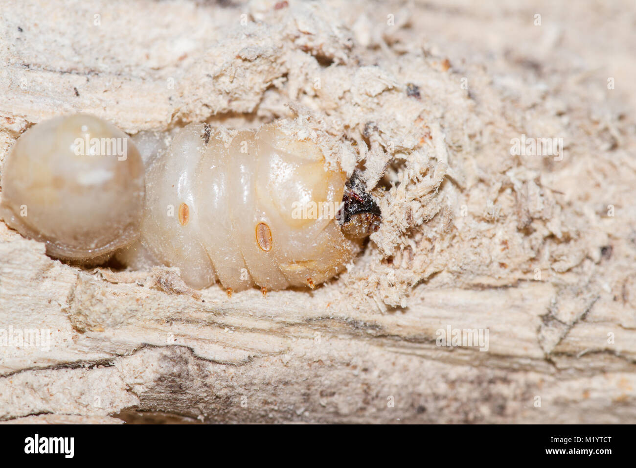 round headed borer larvae burrowed in a piece of tropical hardwood ...