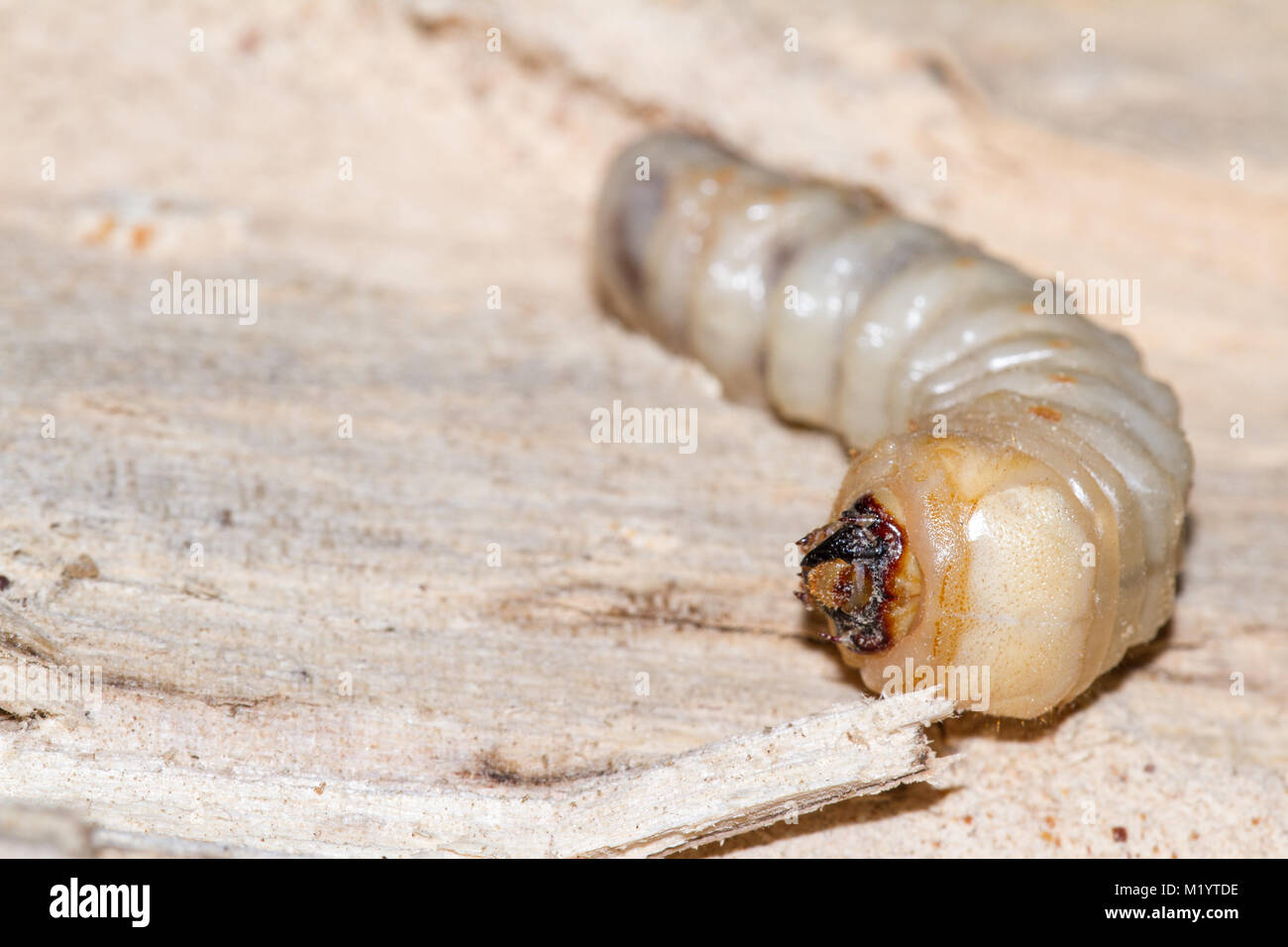 Burrowed hi-res stock photography and images - Alamy