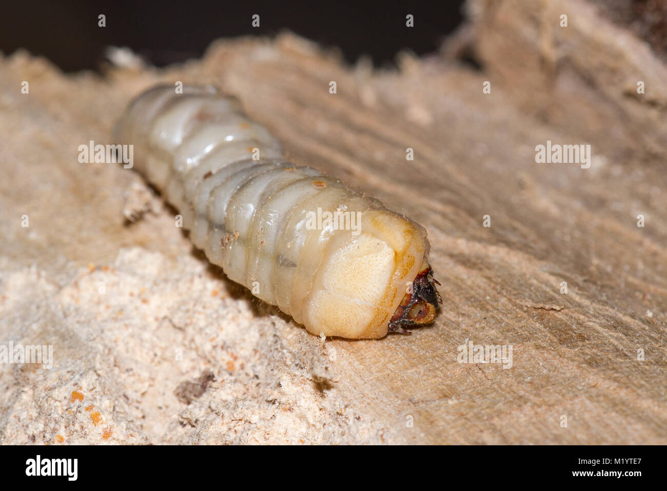Round headed borer hi-res stock photography and images - Alamy