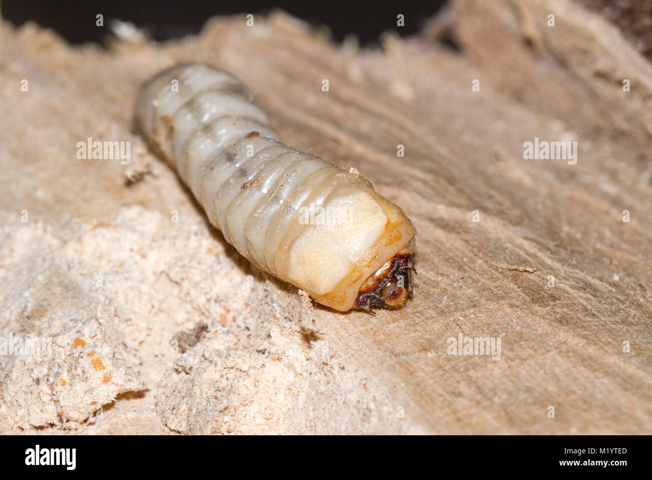 round headed borer larvae burrowed in a piece of tropical hardwood ...