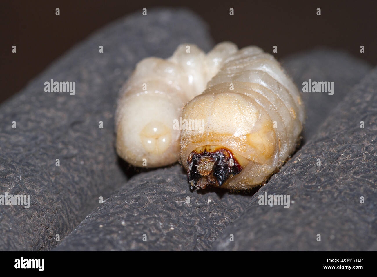 Boring beetle larvae hi-res stock photography and images - Alamy