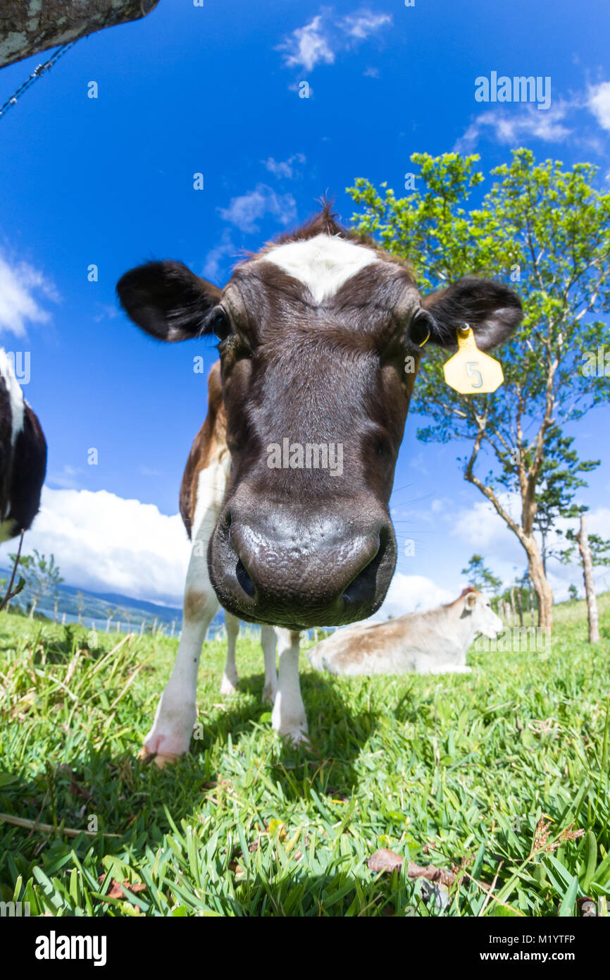 young dairy cow enjoying the sunshine and a fresh green pasture in ...