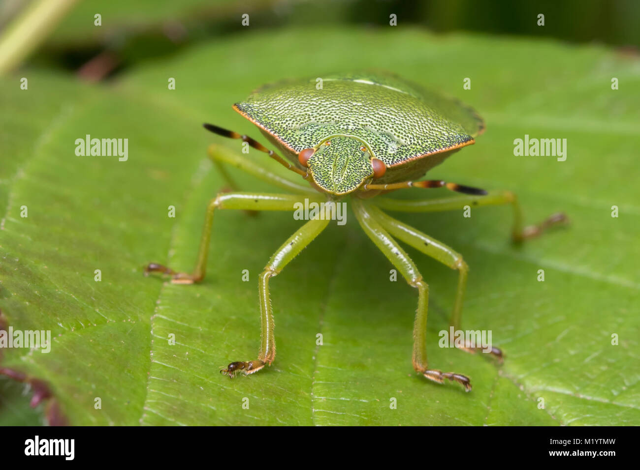 Common Green Shieldbug (Palomena prasina) sitting on leaf. Tipperary ...