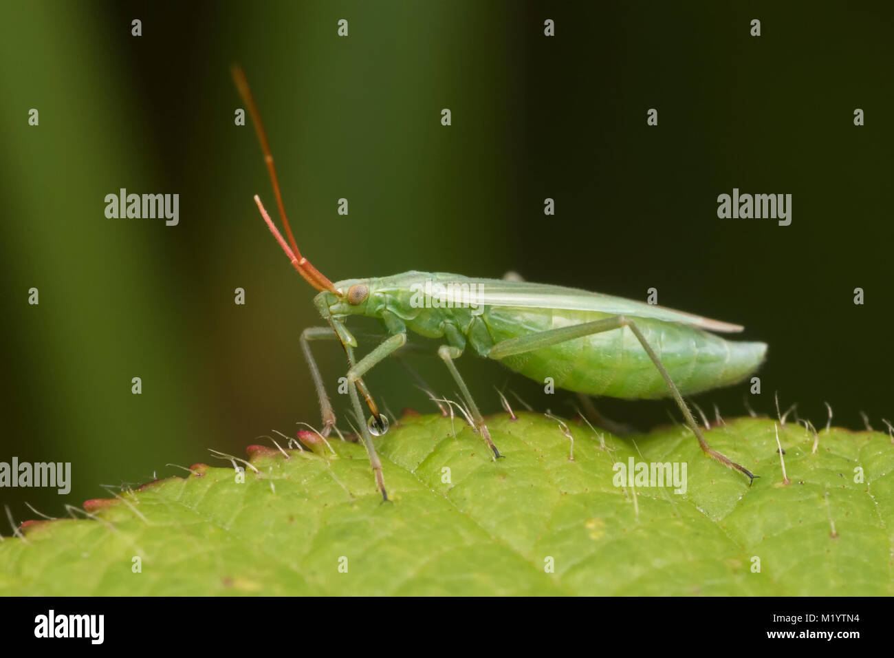 Trigonotylus ruficornis hi-res stock photography and images - Alamy