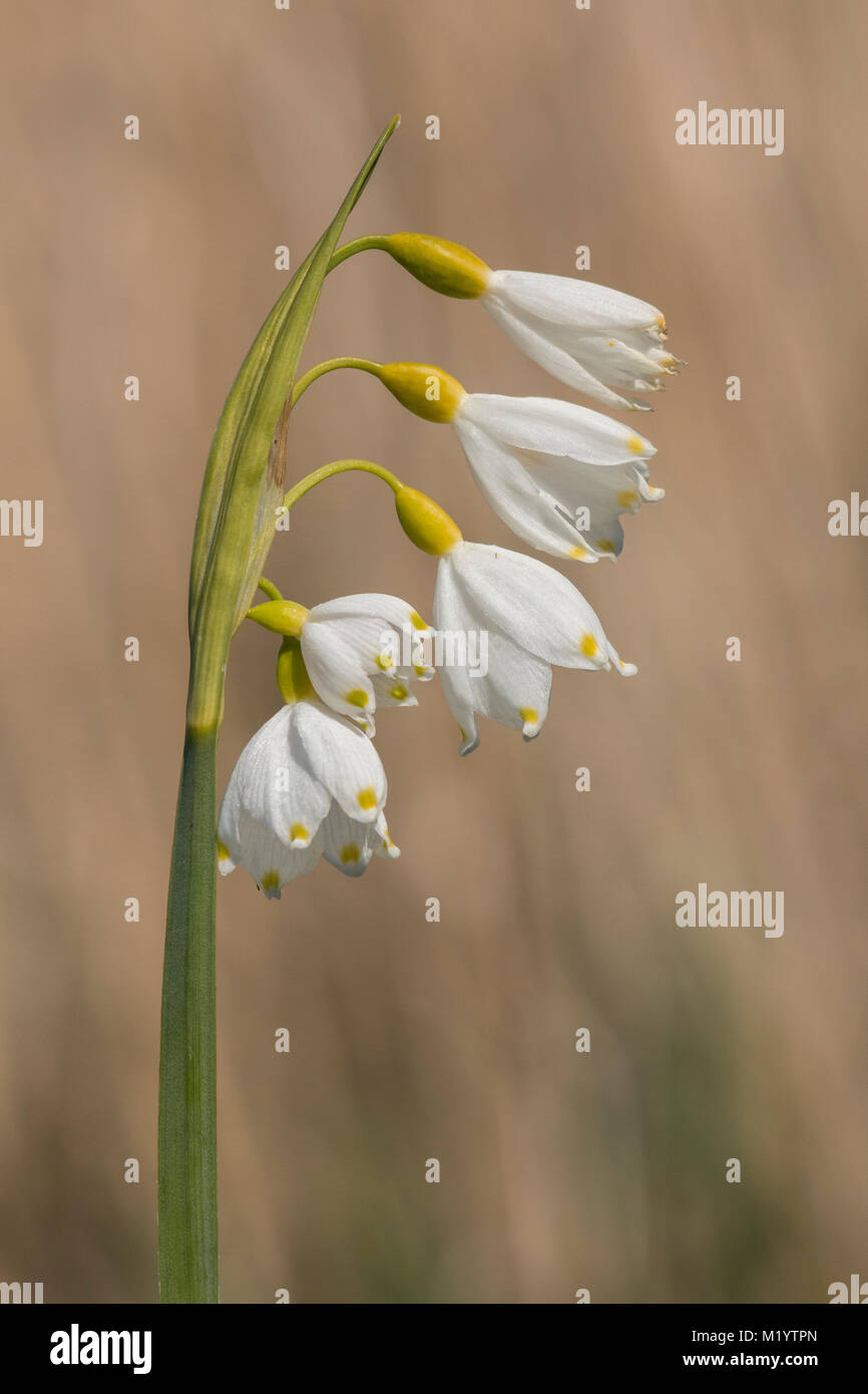 White wildflower flower hi-res stock photography and images - Alamy