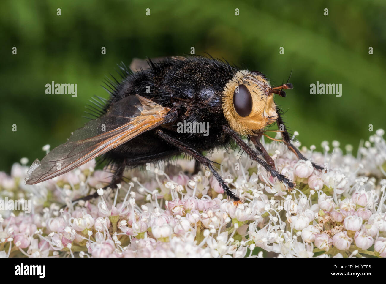 Giant Tachinid fly (Tachina grossa) feeding on an umbellifer flower ...