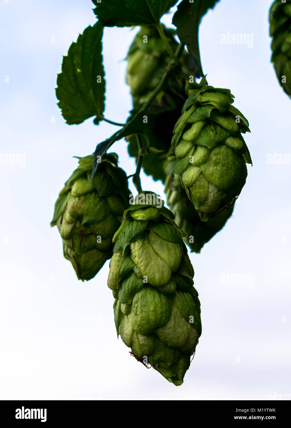Hop tea hi-res stock photography and images - Alamy