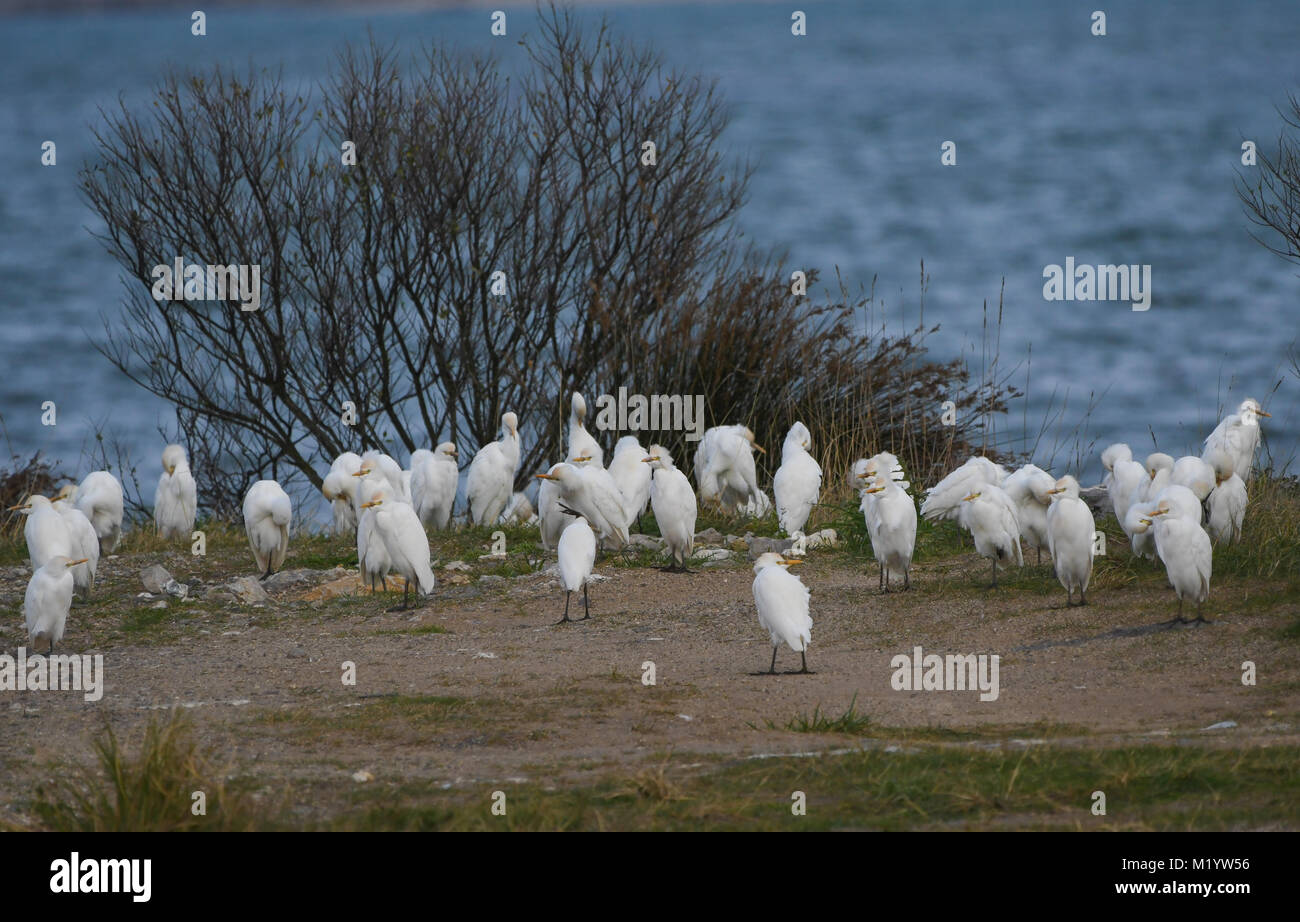 Group of egret birds hi-res stock photography and images - Alamy