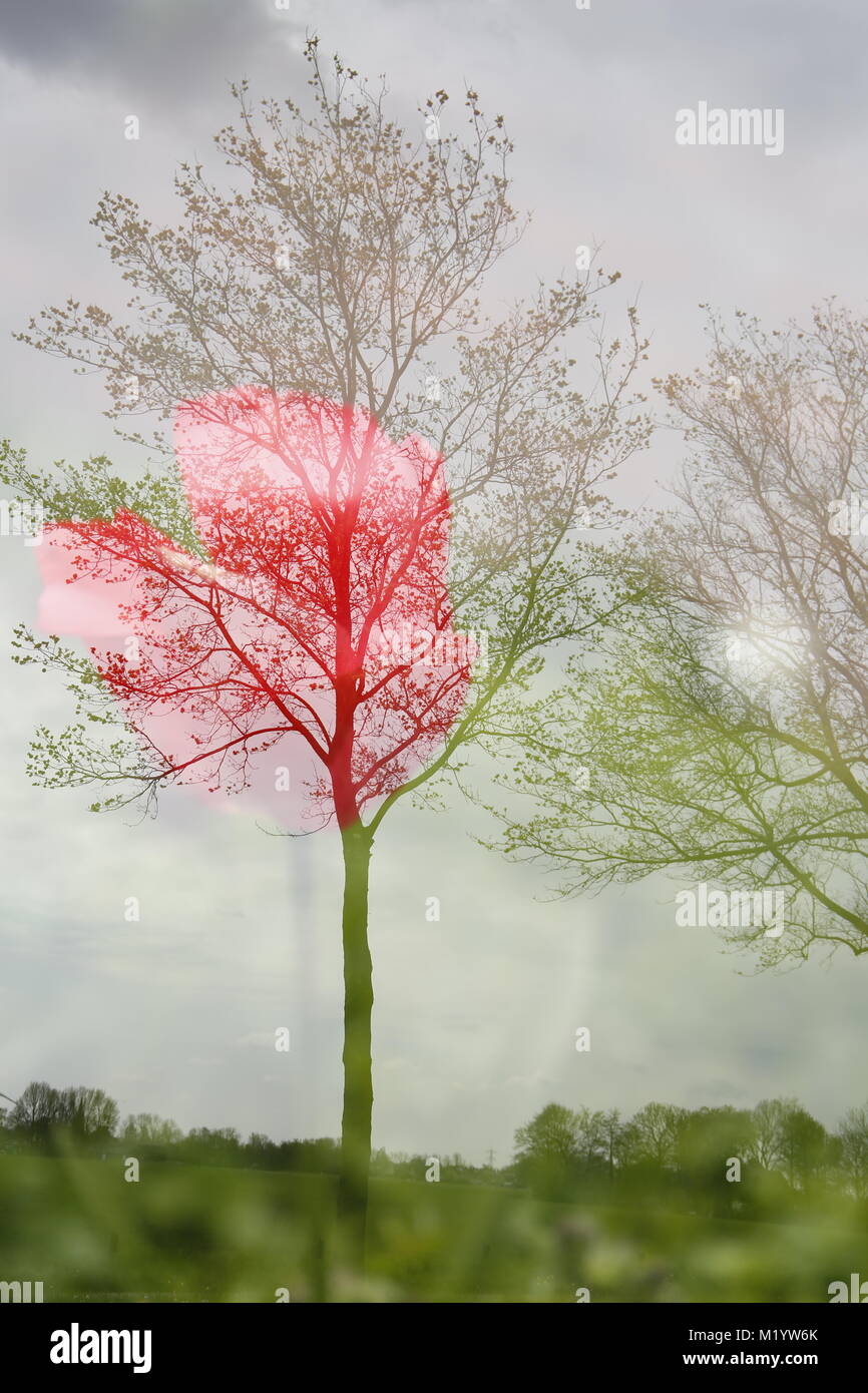 Tree with tulip in double exposure Stock Photo - Alamy