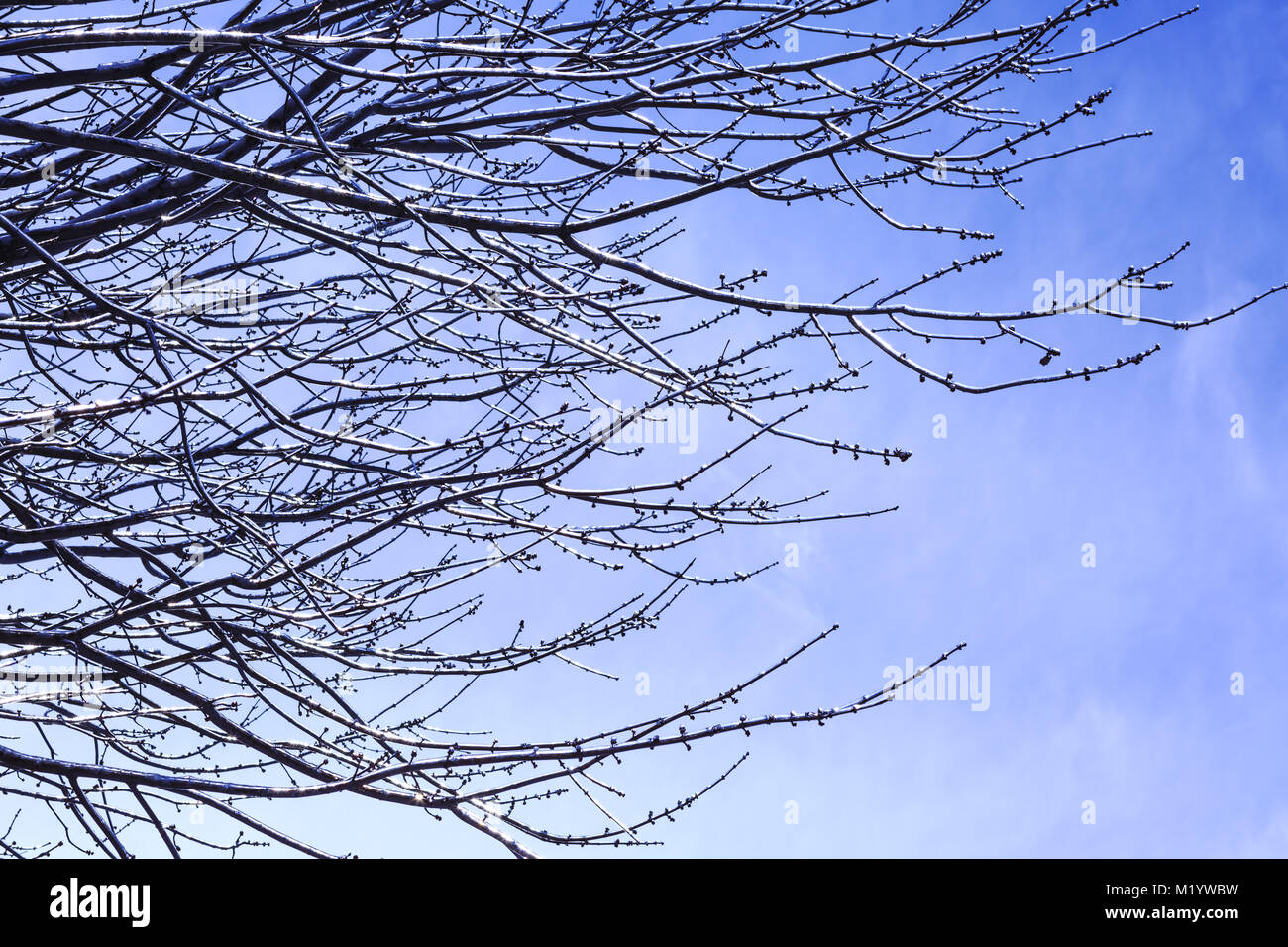 Budding tree damaged by frost. Frozen tree branch in winter. Frozen ...