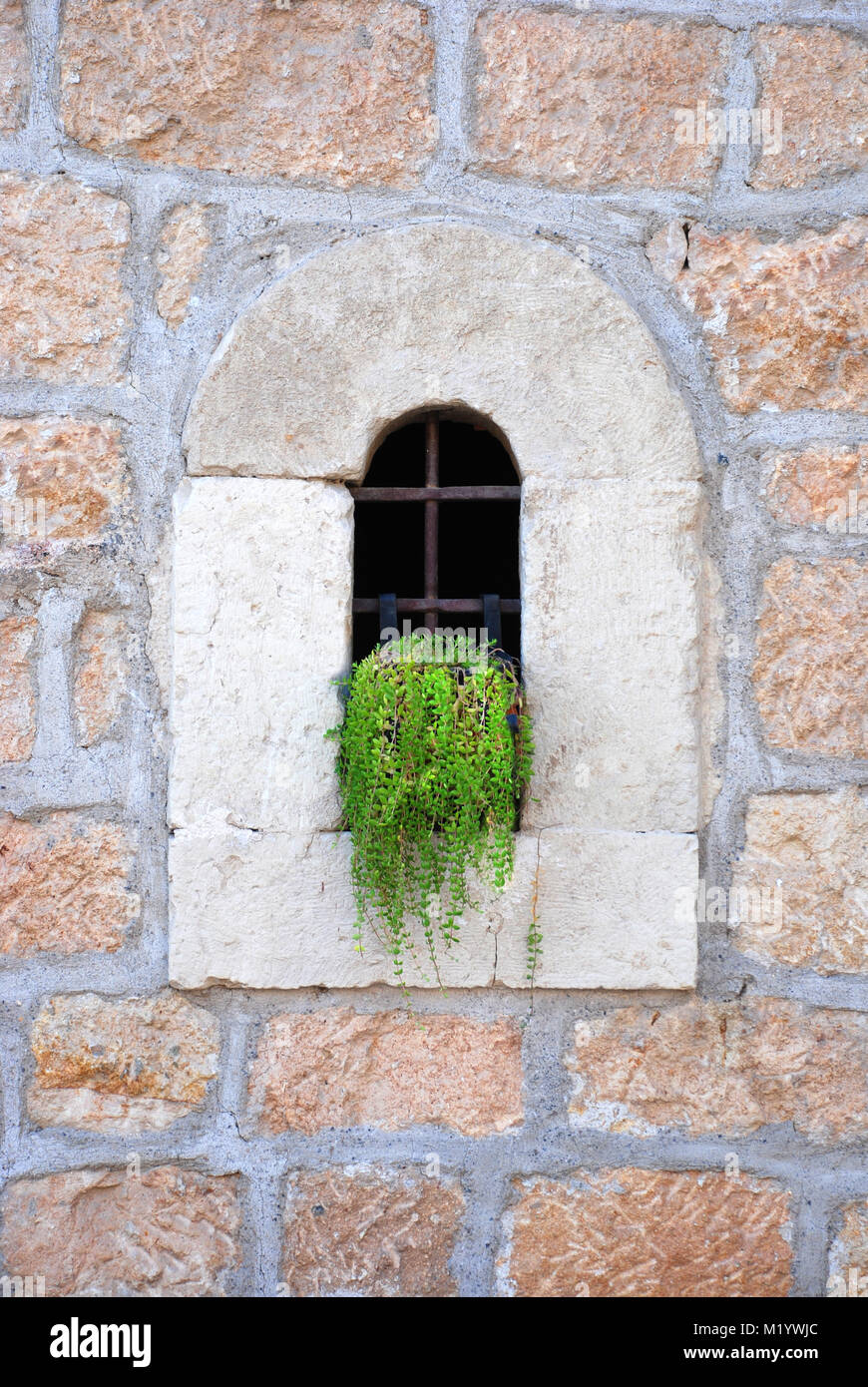 green plant in a window niche Stock Photo - Alamy