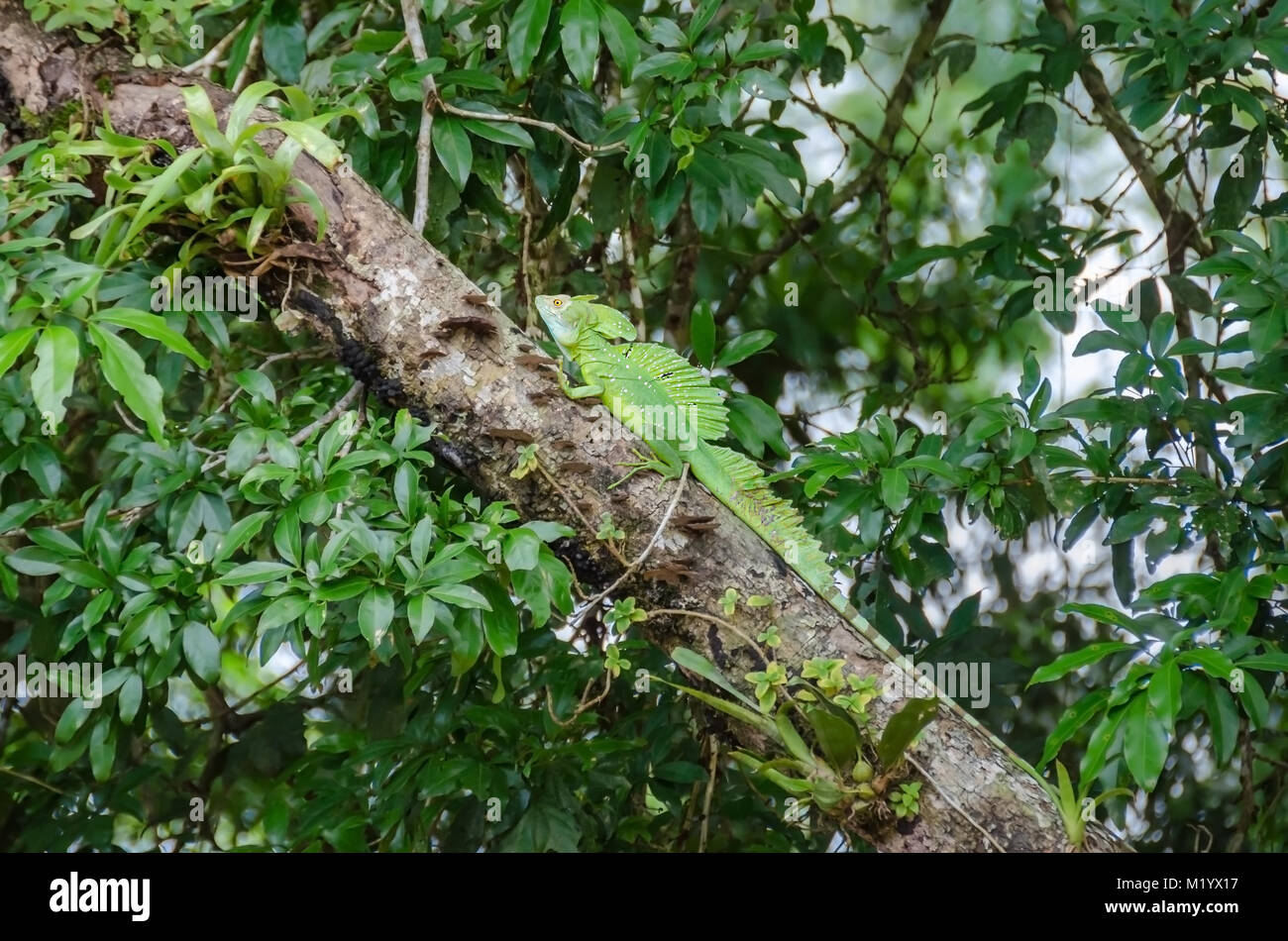 Plumed basilisk (Basiliscus plumifrons), also known as green basilisk ...
