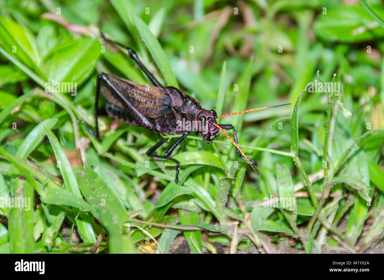 Purple grasshopper (Taeniopoda reticulata) often called giant red ...