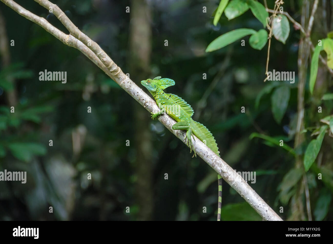 Male Plumed basilisk (Basiliscus plumifrons), also known as green ...