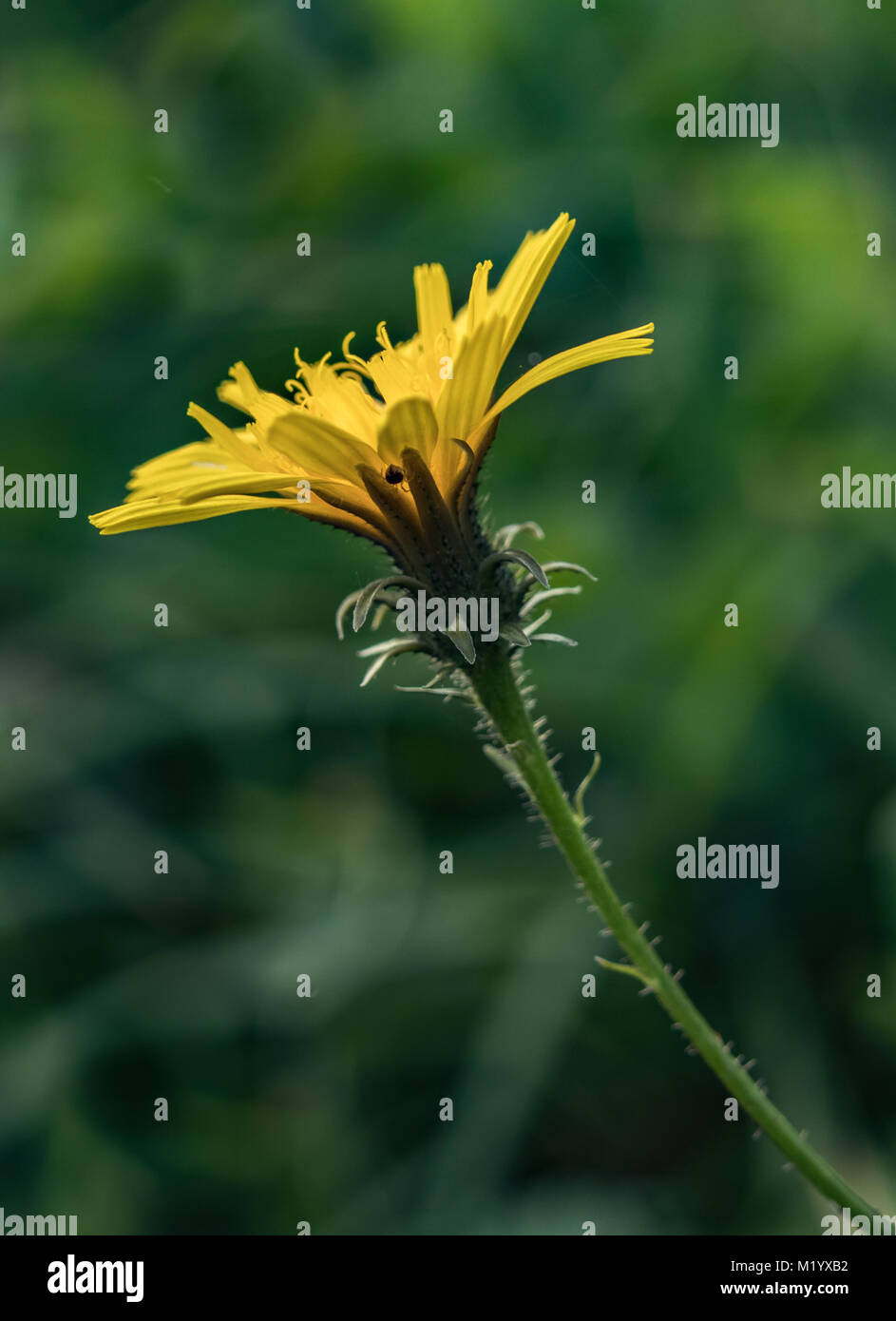Spotted Hawkweed with small white flowers in background Stock Photo - Alamy