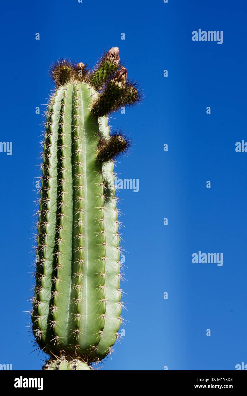 Layers of cactus hi-res stock photography and images - Alamy