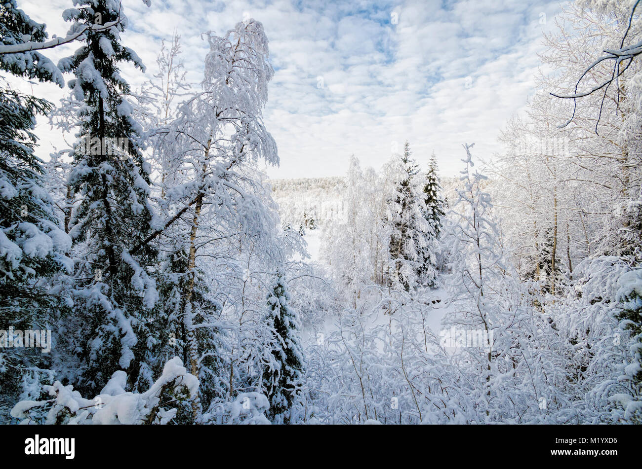 Beautiful winter forest in white snow Stock Photo - Alamy