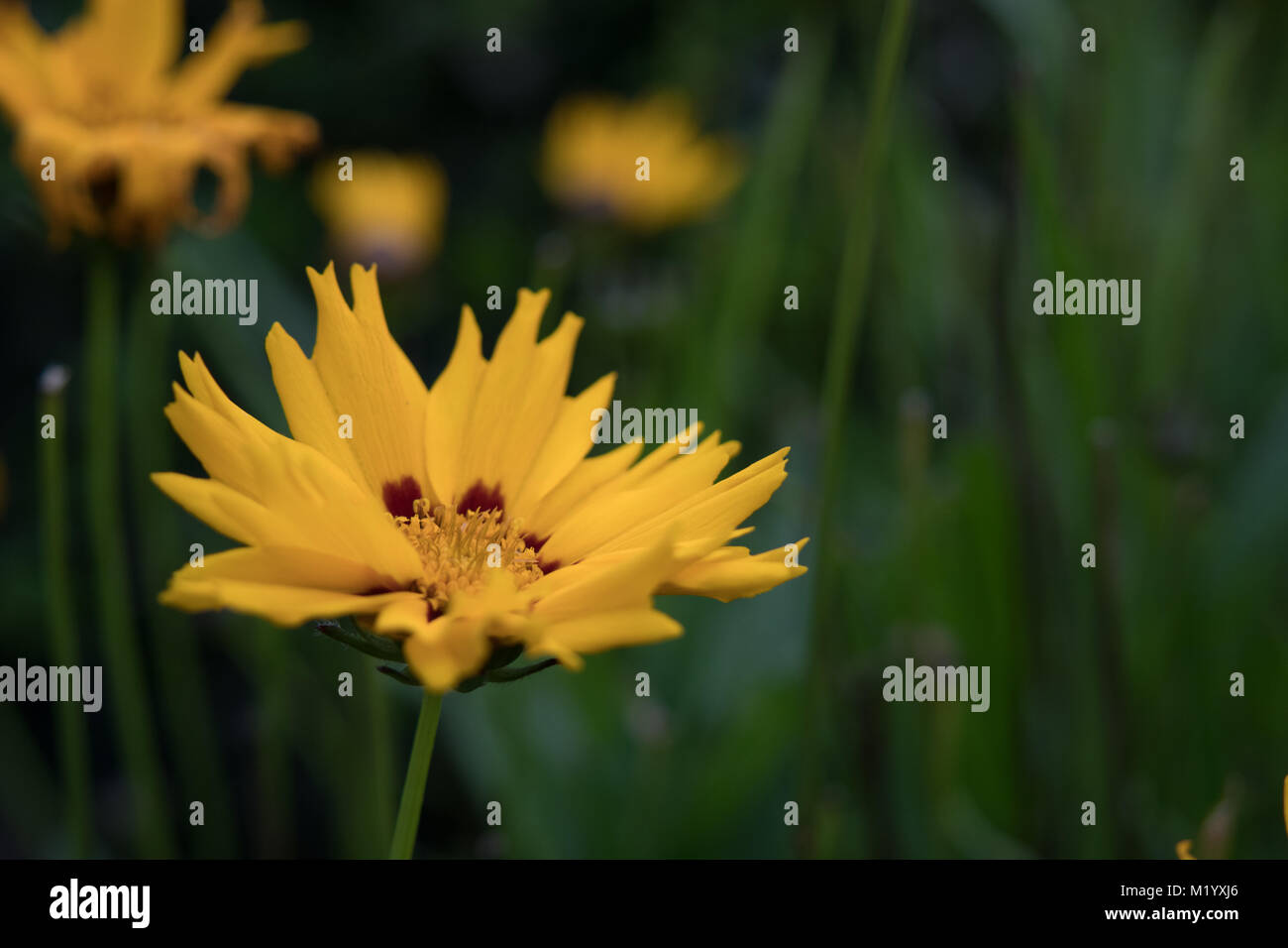 Common Madia, Tarweed, wildflower close-up Stock Photo - Alamy