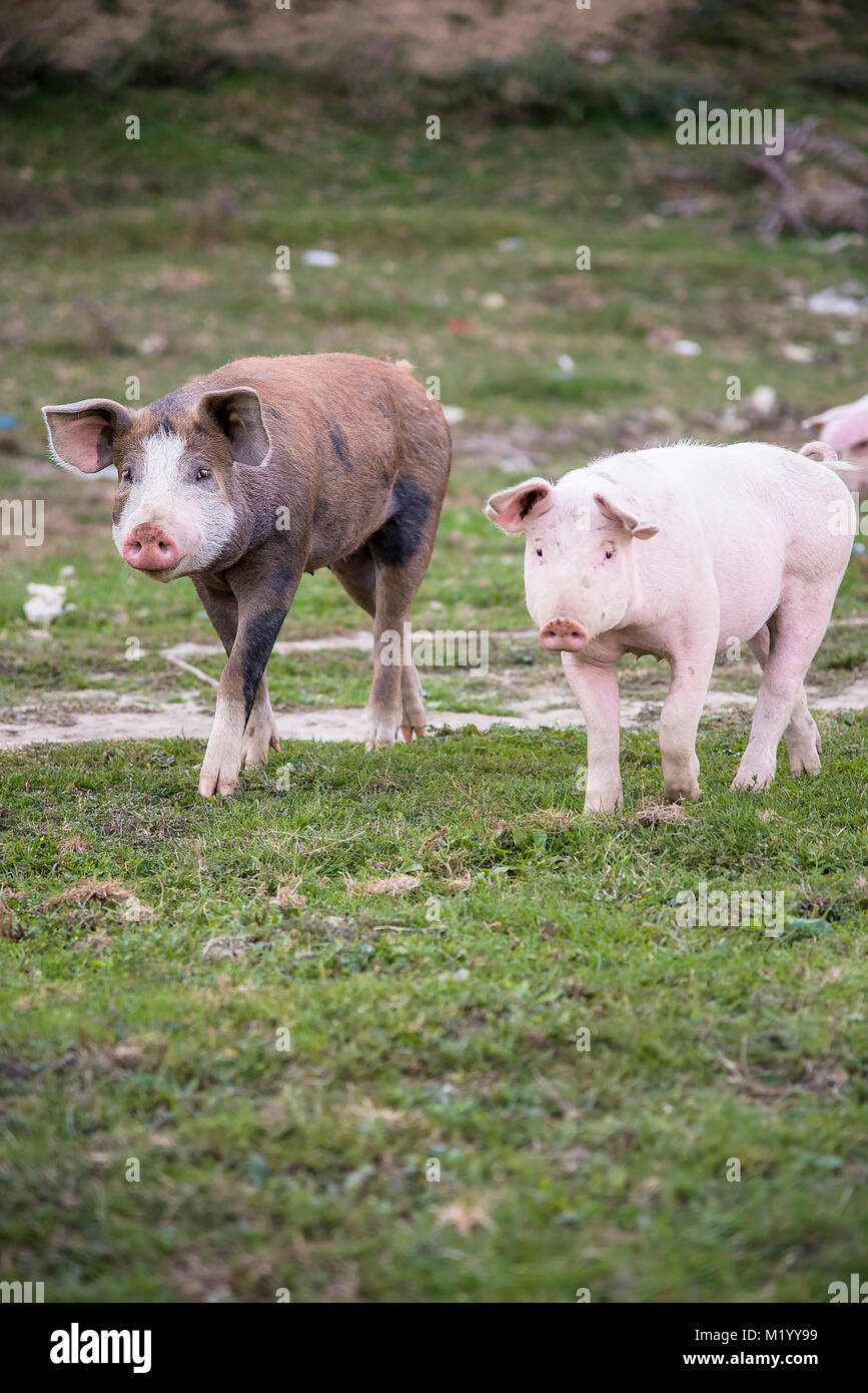 Pigs playing in the field Stock Photo - Alamy