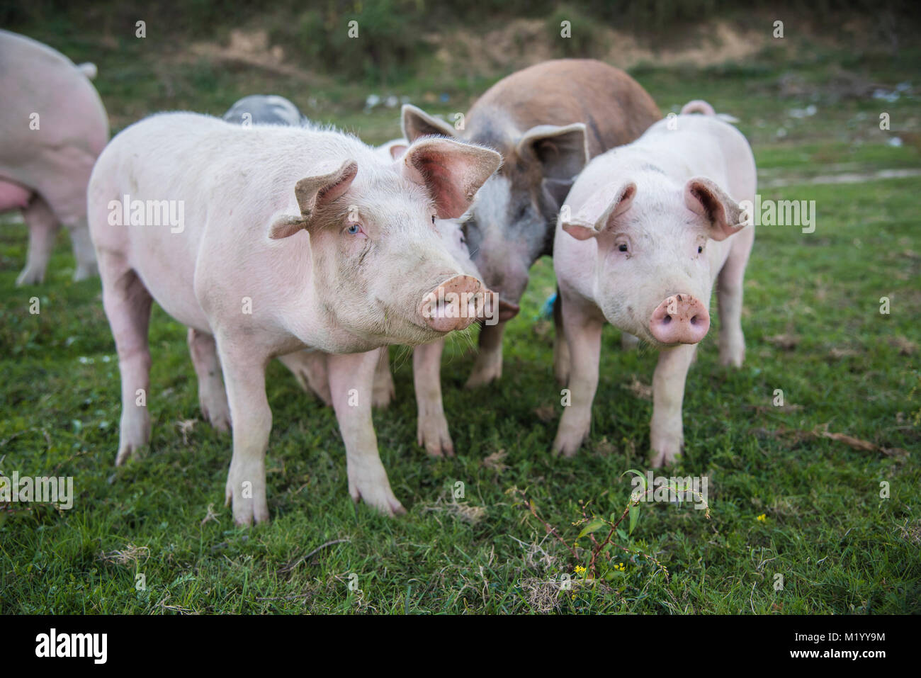 Pigs playing in the field Stock Photo - Alamy