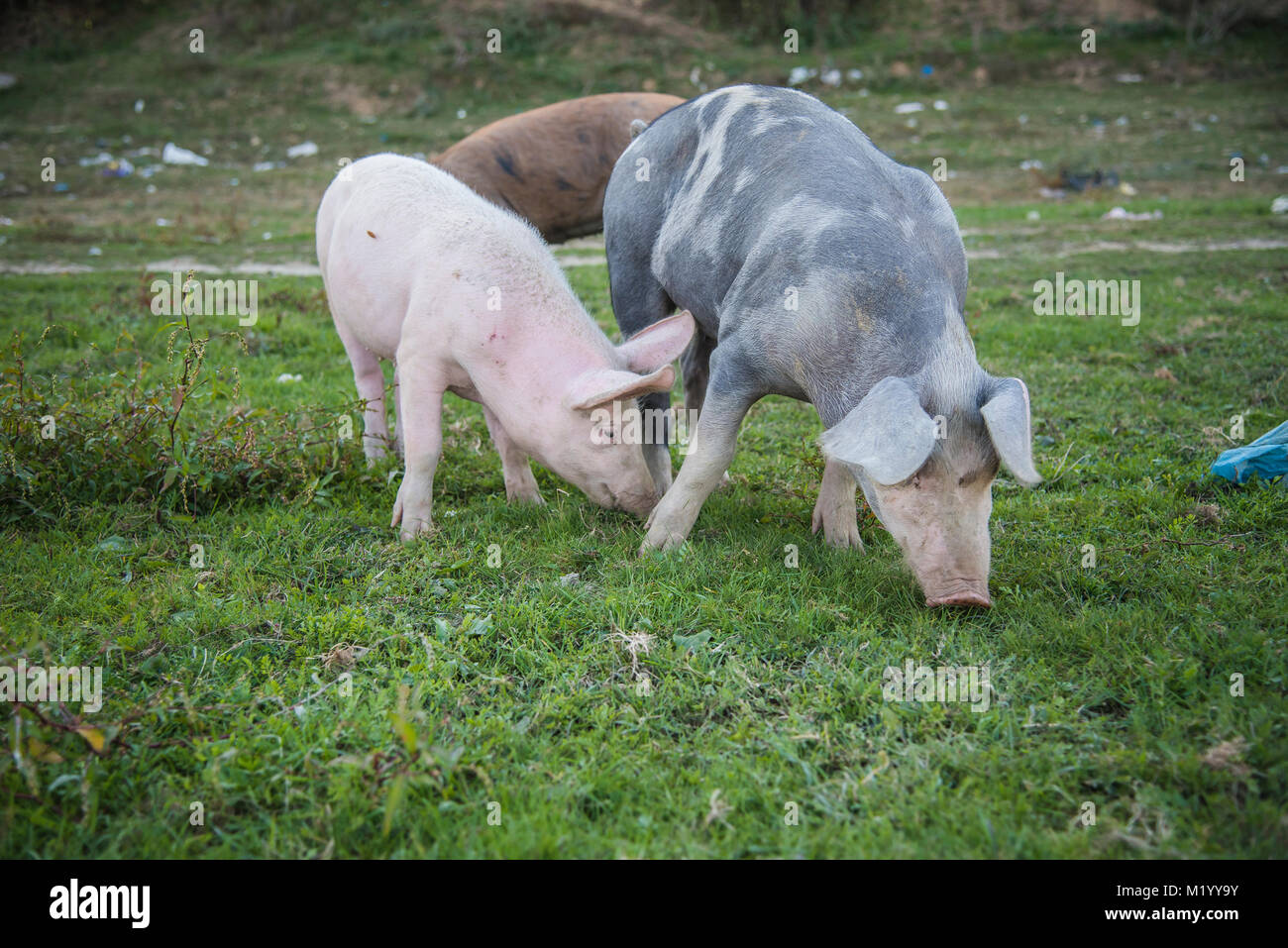 Pigs playing in the field Stock Photo - Alamy