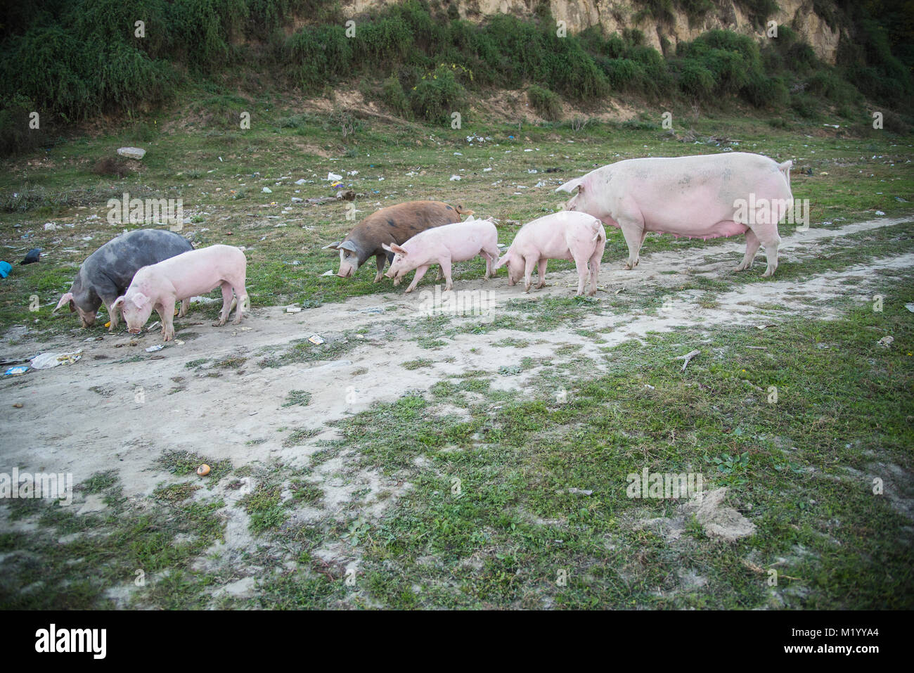 Pigs playing in the field Stock Photo - Alamy