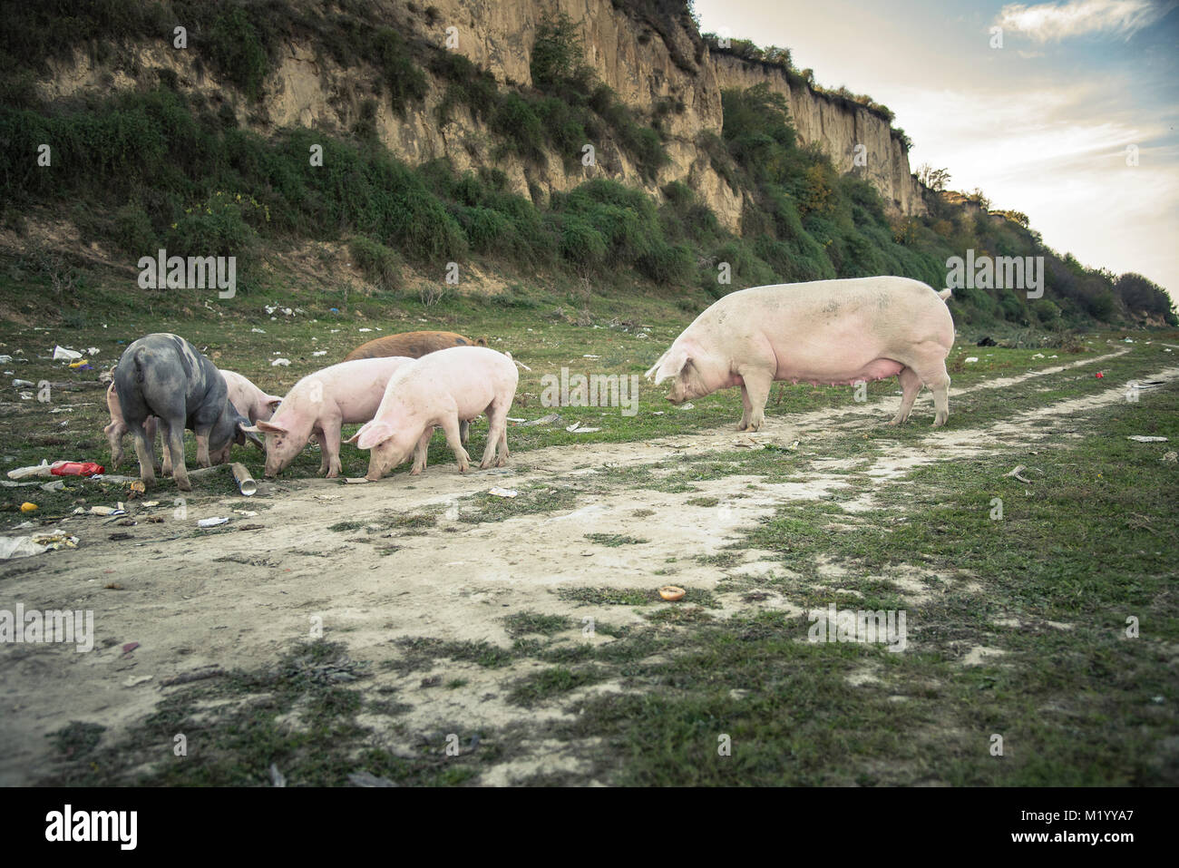 Pigs playing in the field Stock Photo - Alamy
