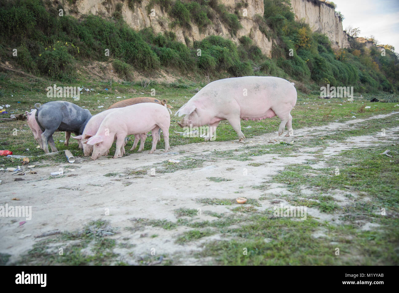 Pigs playing in the field Stock Photo - Alamy
