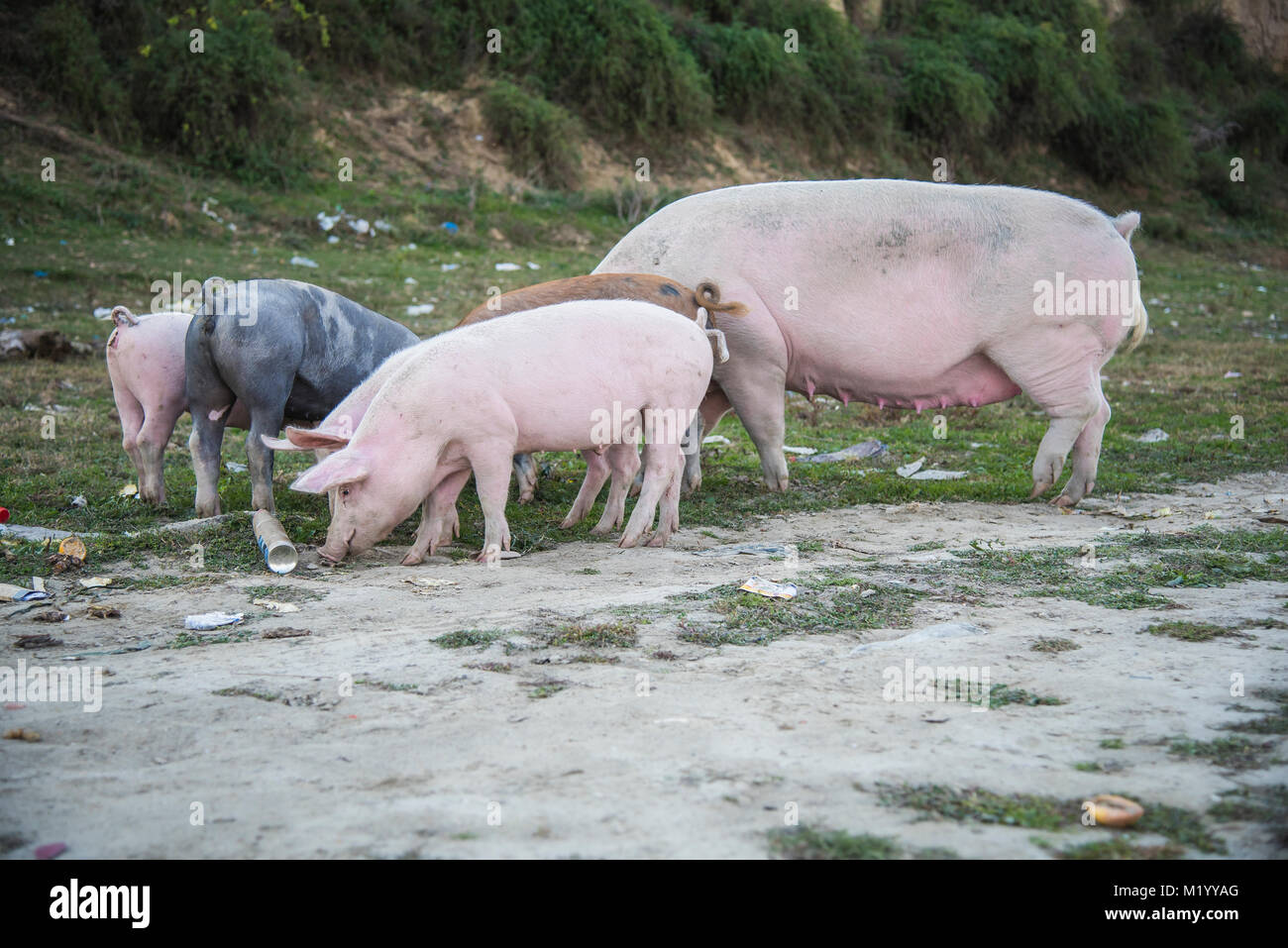 Pigs playing in the field Stock Photo - Alamy