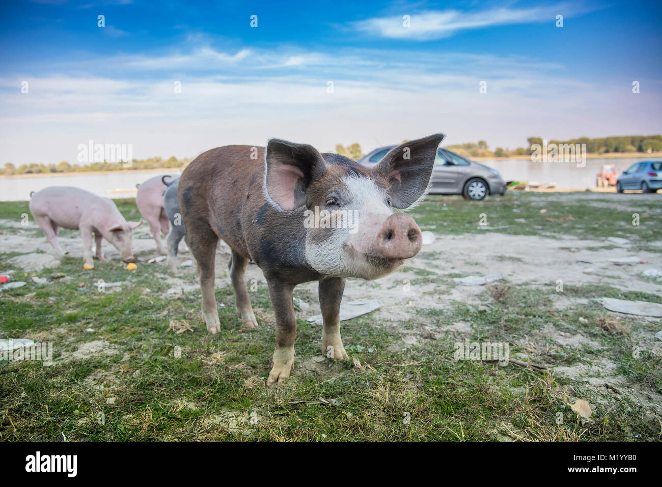 Fat baby pig hi-res stock photography and images - Alamy