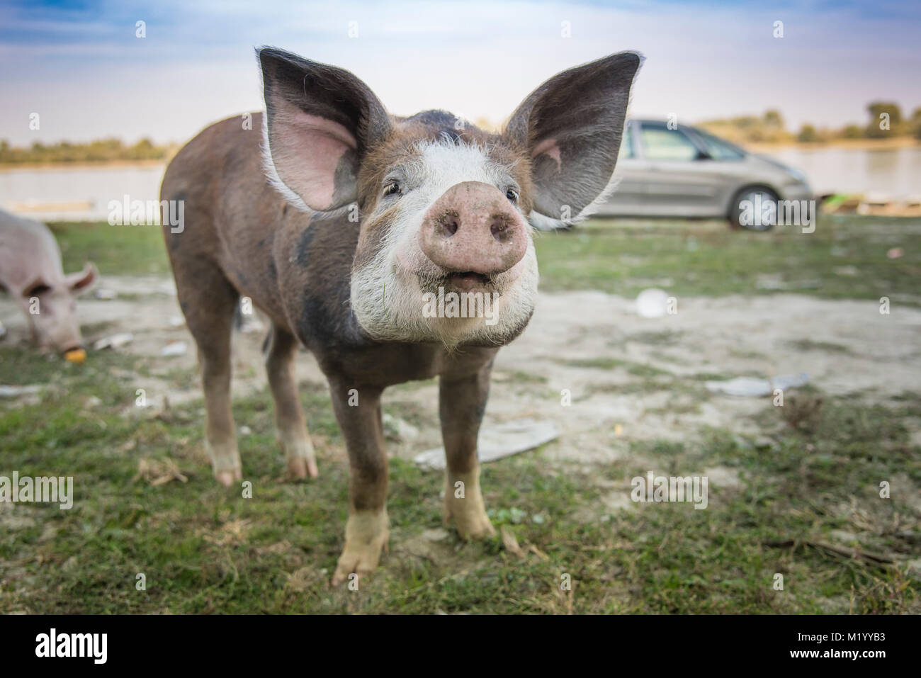 Pig playing in the grassy field Stock Photo - Alamy