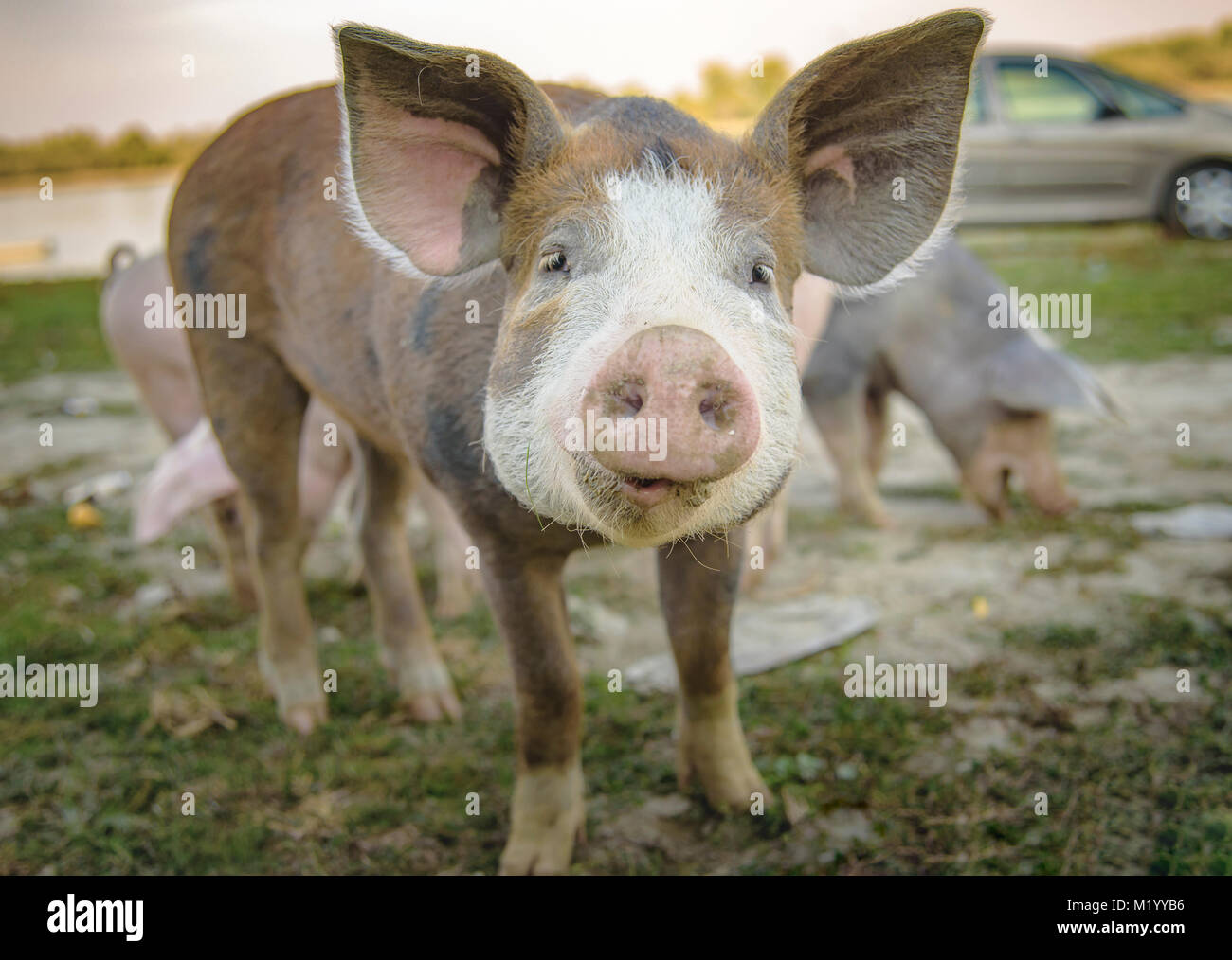 Pig playing in the grassy field Stock Photo - Alamy