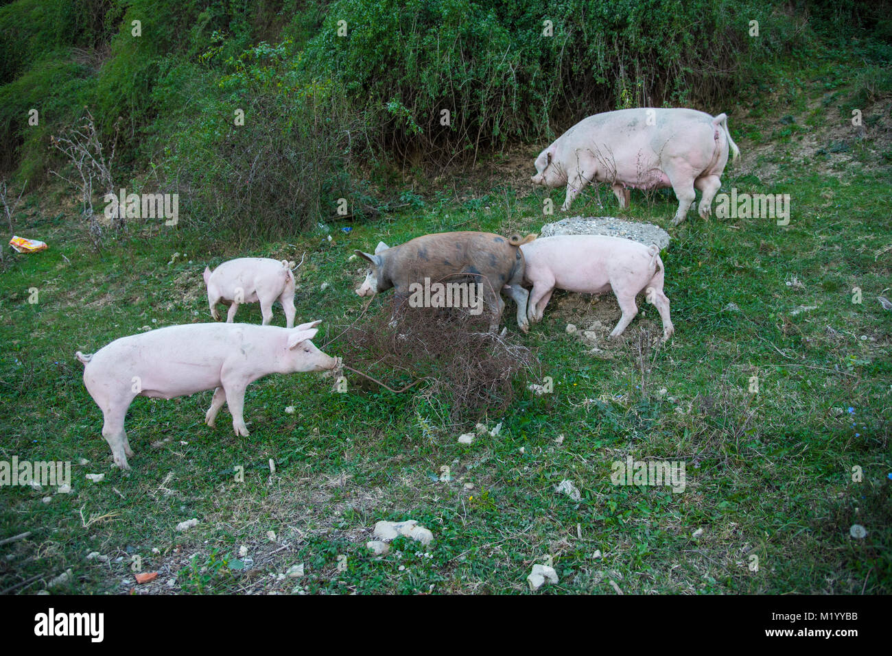 Pigs playing in the field Stock Photo - Alamy